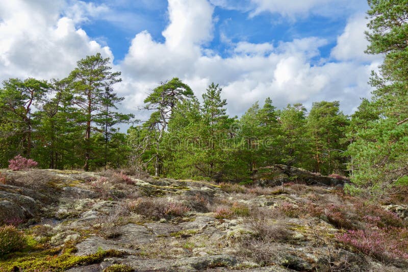Mixed Forest in Rugged Terrain Stock Photo - Image of rugged, rock ...