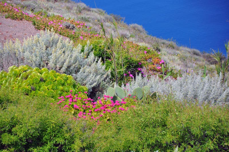 Diverse Vegetation on Greek Island Santorini Stock Photo - Image of ...