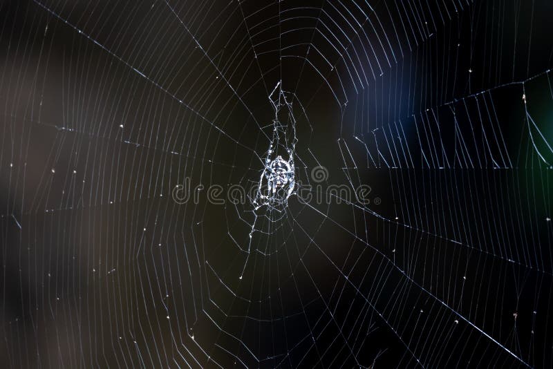 Diversidade De Insetos Na Ilha De Madagascar Imagem de Stock - Imagem ...