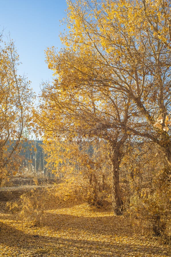 Diversifolia Populus trees stock image. Image of beautiful - 33612095