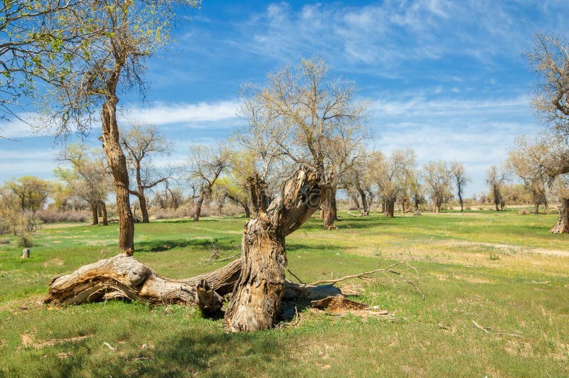 Diversifolia Schrenk, Euphratica Do Populus, Euphrates Poplar, Po Foto ...