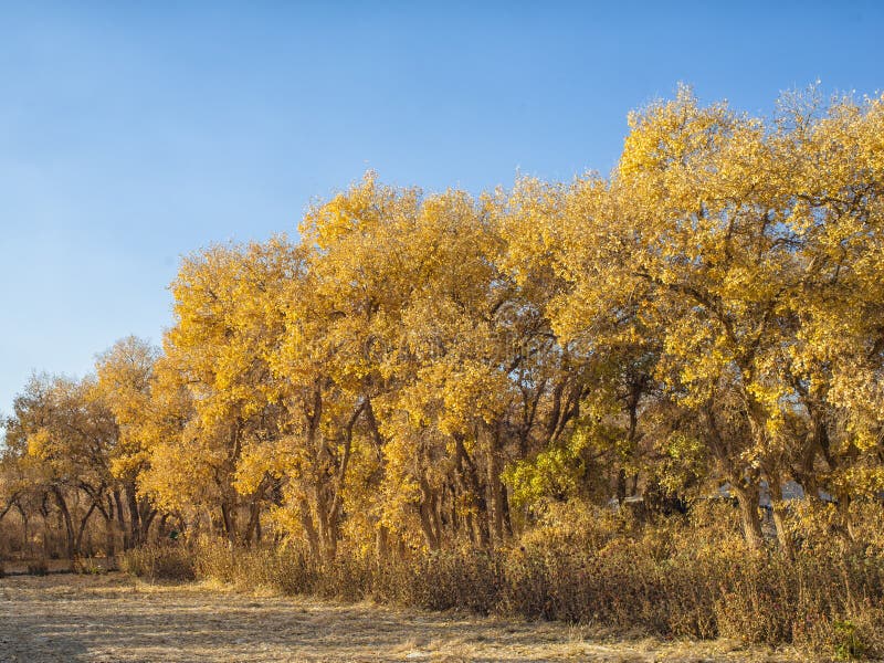 Diversifolious Poplars in Autumn Stock Image - Image of yellow, autumn ...