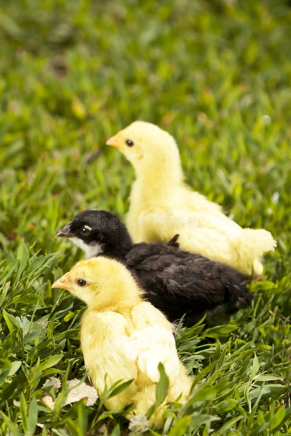 Piccoli Pulcini Nella Stalla Sull'azienda Agricola Fotografia Stock ...