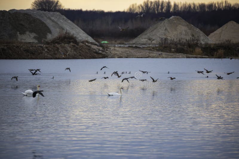 Diversity of birds stock image. Image of outdoors, environment - 178544663
