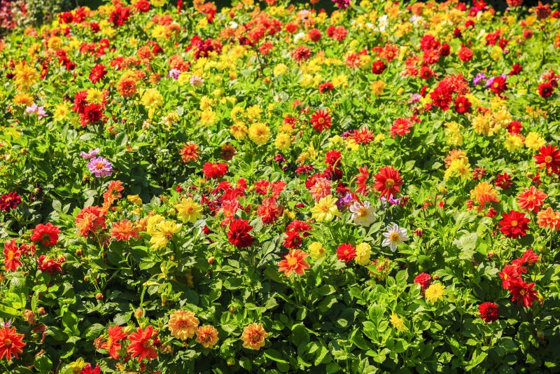 Diversity colorful flowers stock image. Image of field - 77289503