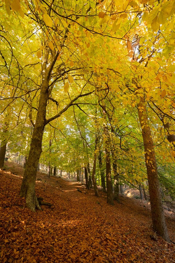 Diversity of Colors of the Beeches in Autumn. Green and Orange Colors ...
