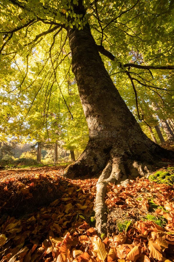 Diversity of Colors of the Beeches in Autumn. Green and Orange Colors ...
