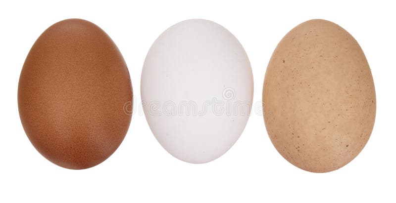 Hen eggs three stock photo. Image of nestle, head, beak - 33267068