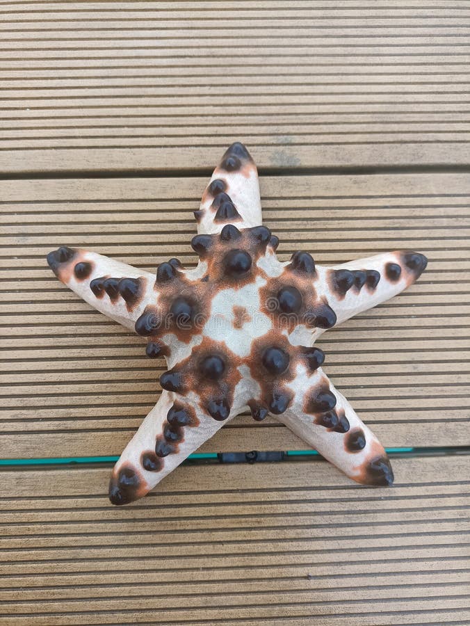 The Diversity that Exists in Starfish Stock Photo - Image of beauty, marine: 278475458