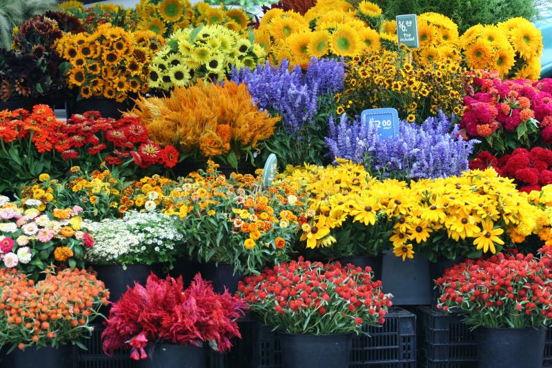 Diversity Flowers stock photo. Image of white, flowers - 5694944
