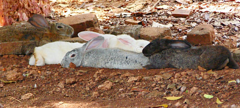 Diversity - Multiple Colored Rabbits Including White, Grey, Brown and ...