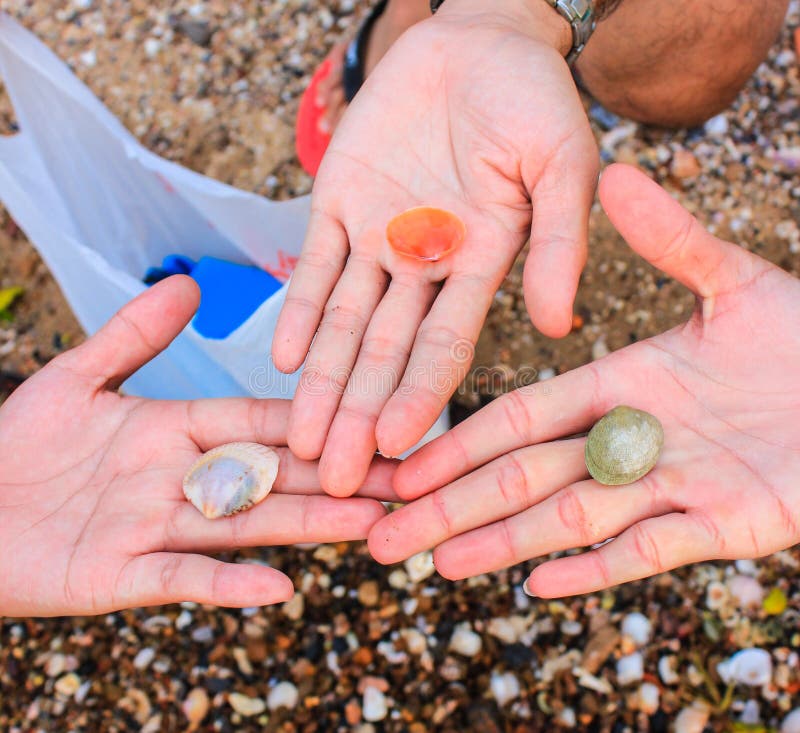 Diversity shell stock photo. Image of collection, hand - 61891546