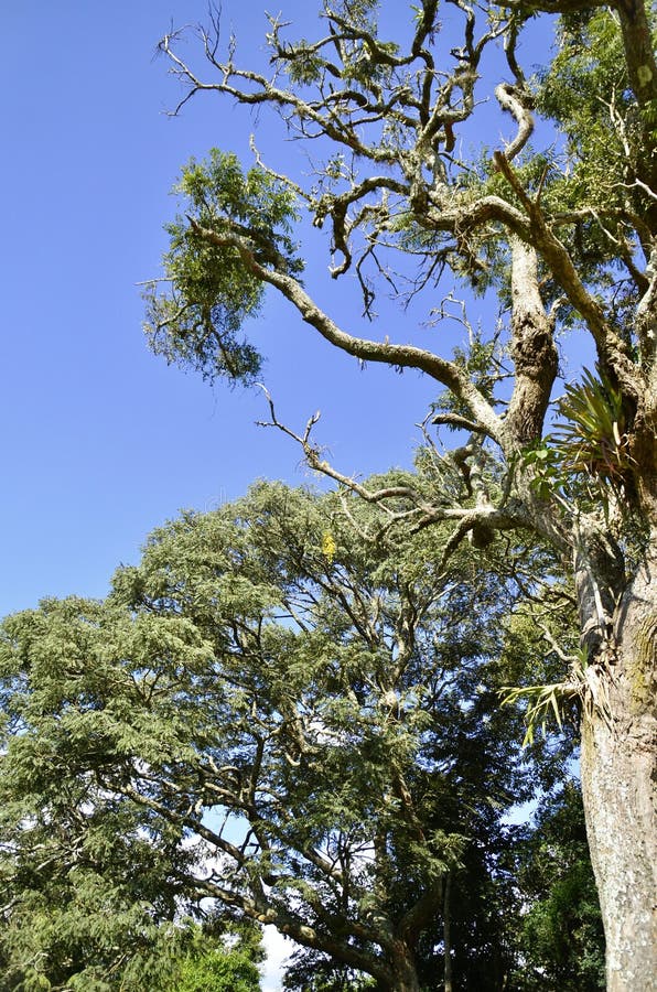The Diversity of Trees in the Forest Stock Photo - Image of jungle ...