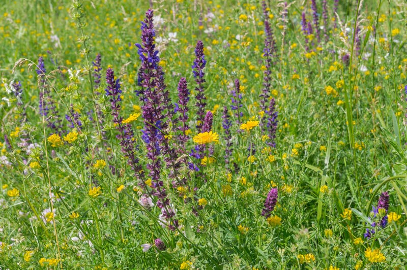 Wild Ukrainian steppe stock image. Image of plant, herbage - 29073843