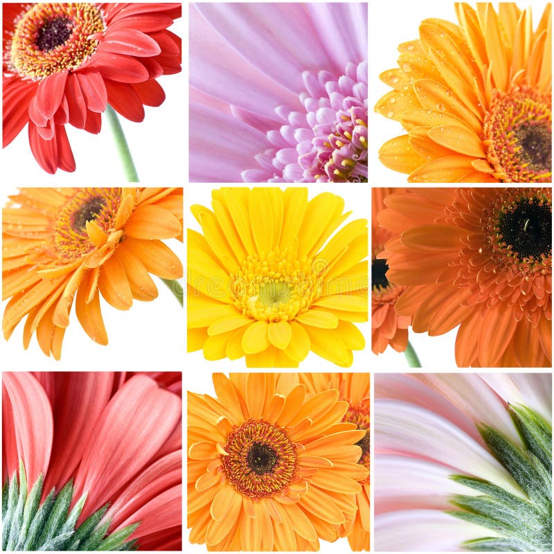 Diversos Gerberas Del Color Foto de archivo - Imagen de vida, cuadrado ...