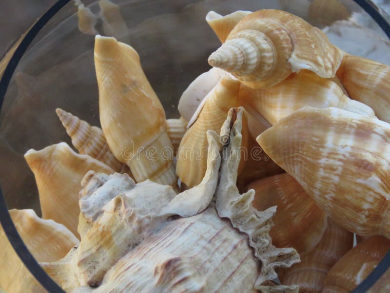 Diversos Tipos De Conchas Marinas Foto de archivo - Imagen de gris ...