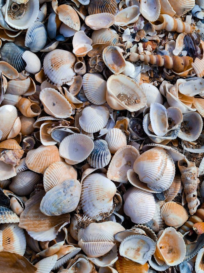Diversos Tipos De Fondo De Conchas Marinas Foto de archivo - Imagen de ...