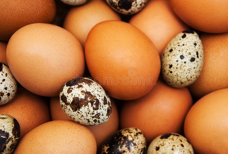 Diversos tipos de huevos foto de archivo. Imagen de sano - 50422792