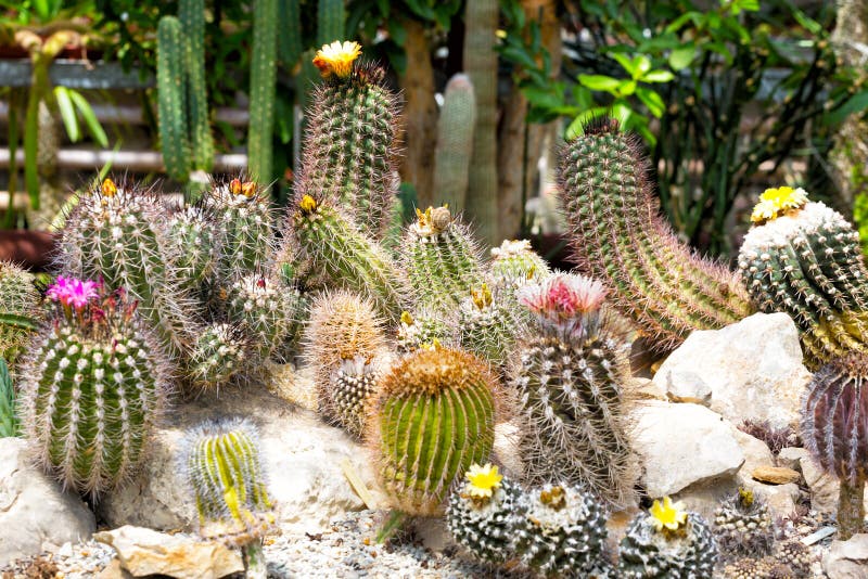 Diversos Tipos De Los Cactus Florecientes Foto de archivo - Imagen de ...