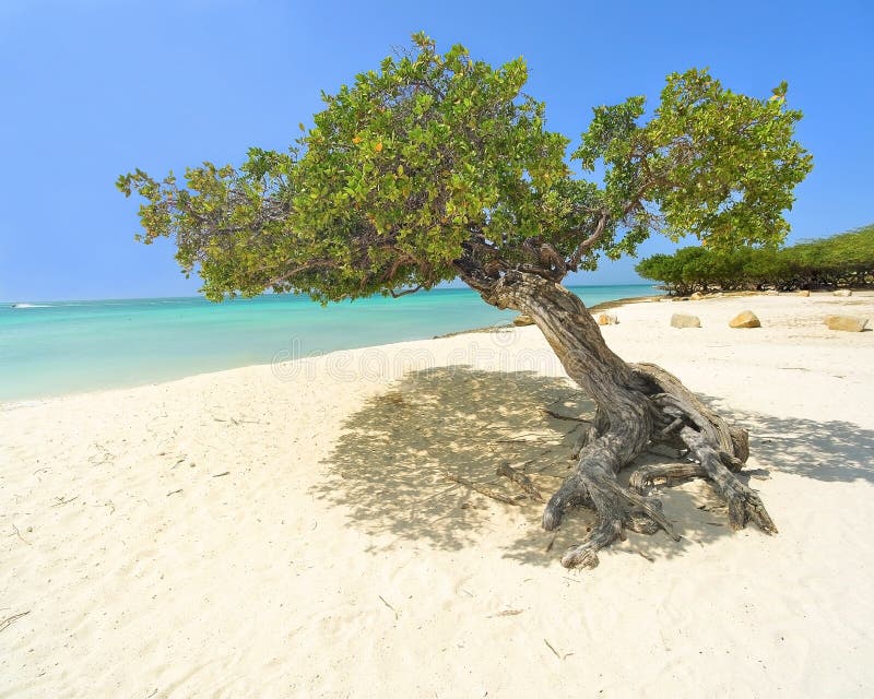 Divi Aruba tree stock photo. Image of holidays, sand - 78322946