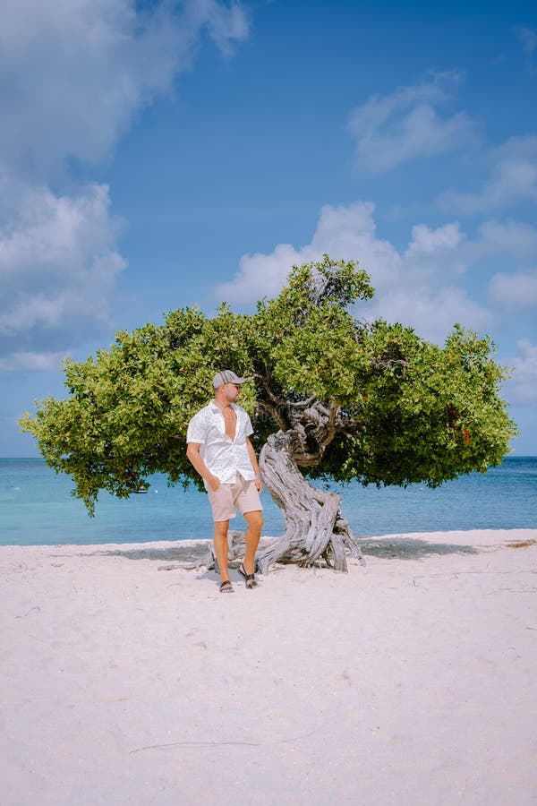 Divi Dive Trees on the Shoreline of Eagle Beach in Aruba Stock Photo ...