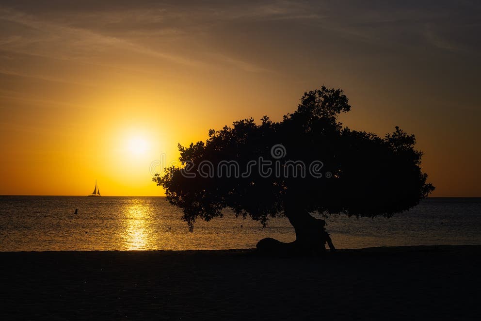 Divi Dive Trees on the Shoreline of Eagle Beach in Aruba Stock Photo ...