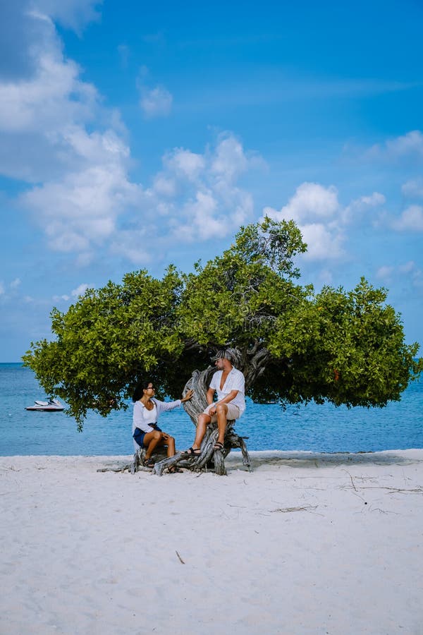 Divi Dive Trees on the Shoreline of Eagle Beach in Aruba Stock Photo ...