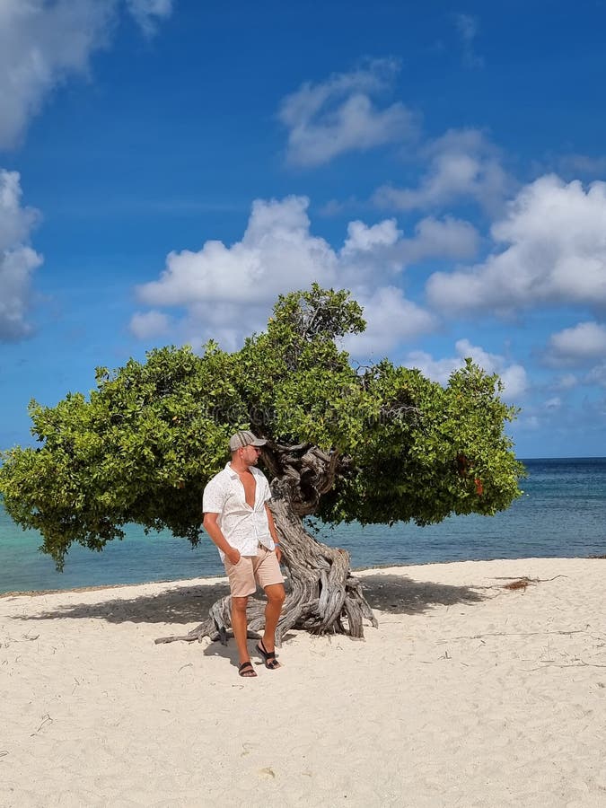 Divi Dive Trees on the Shoreline of Eagle Beach in Aruba Stock Photo ...