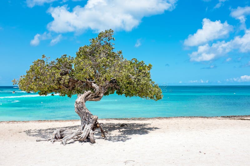 Divi-divi Baum Auf Aruba-Insel Stockbild - Bild von nave, karibisch ...