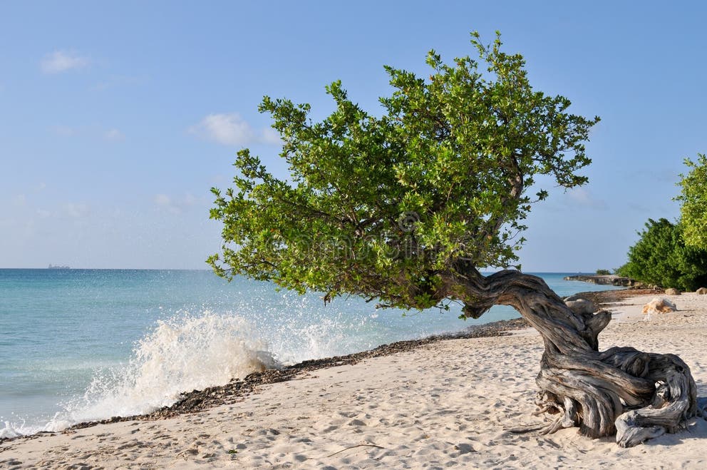 Divi divi tree stock image. Image of sand, ocean, plant - 15022995