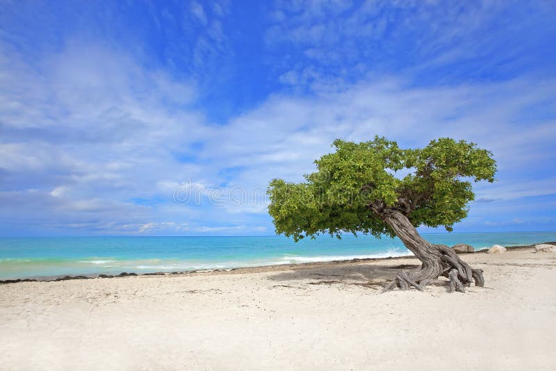 Divi Divi Tree Aruba stock image. Image of tree, blue - 9970163