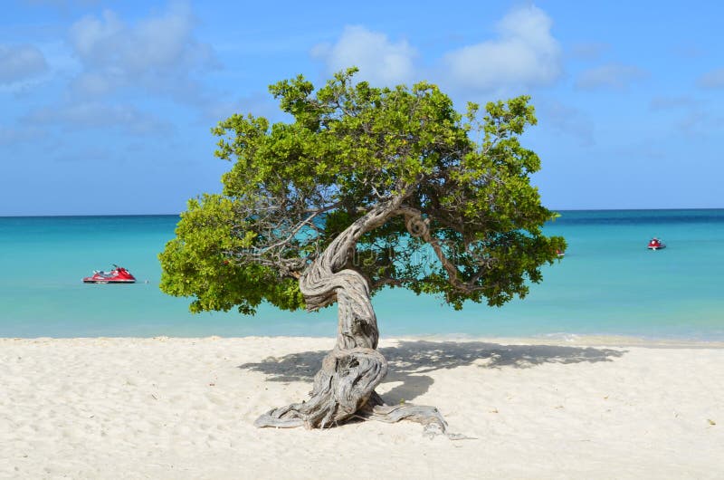 Divi Divi Tree in Aruba stock afbeelding. Image of fotografie - 73008321
