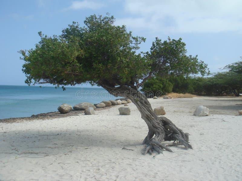 Divi Divi Tree Aruba stock image. Image of tree, blue - 9970163