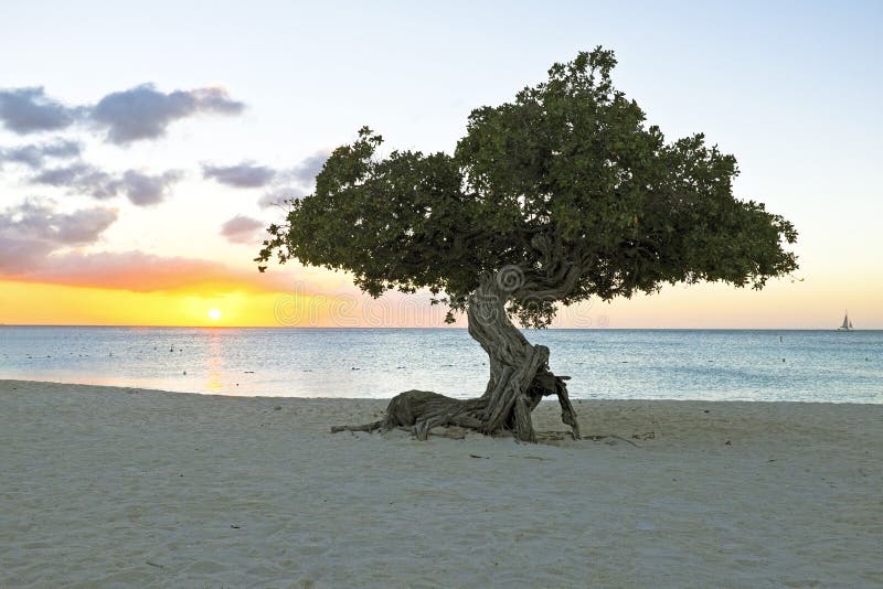 Divi Divi Tree on Aruba Island in the Caribbean Stock Image - Image of ...