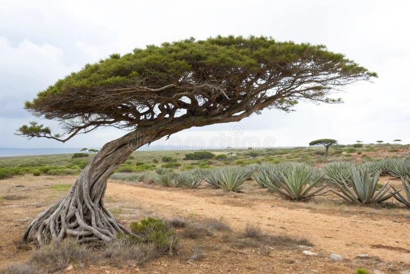 Iconic Wind Swept Tree Stock Illustrations – 10 Iconic Wind Swept Tree ...