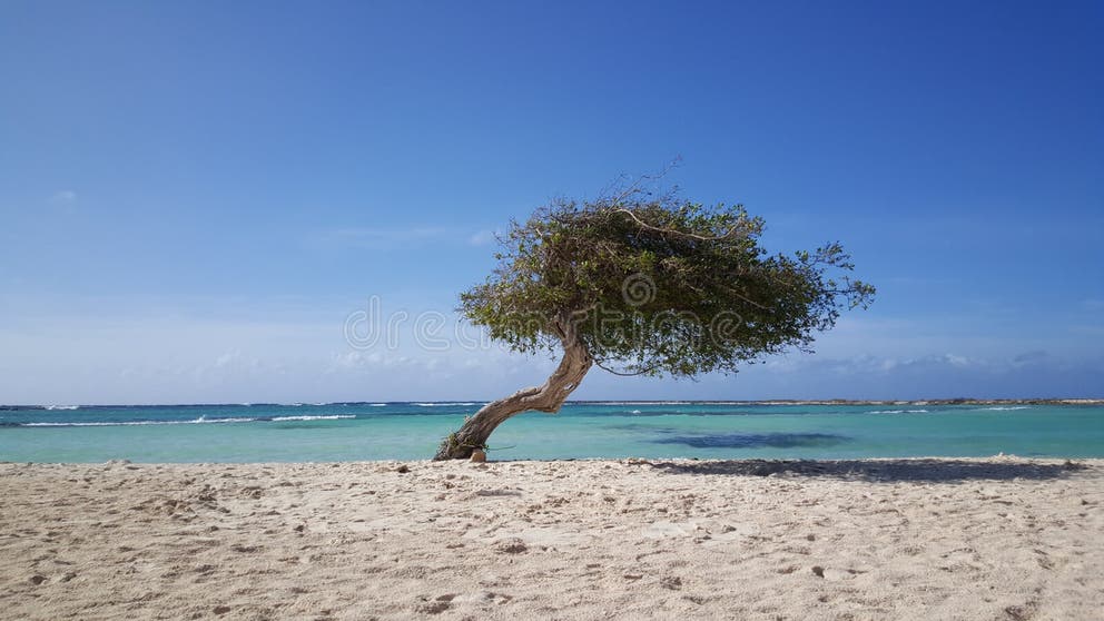Divi divi tree stock photo. Image of america, travel - 73841826
