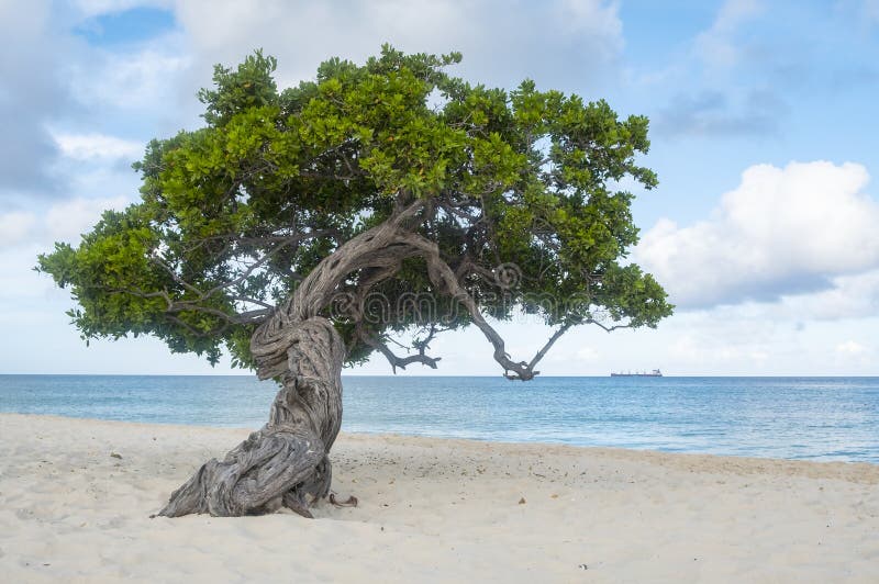 Divi Divi Tree of Eagle Beach Aruba Stock Image - Image of beach ...