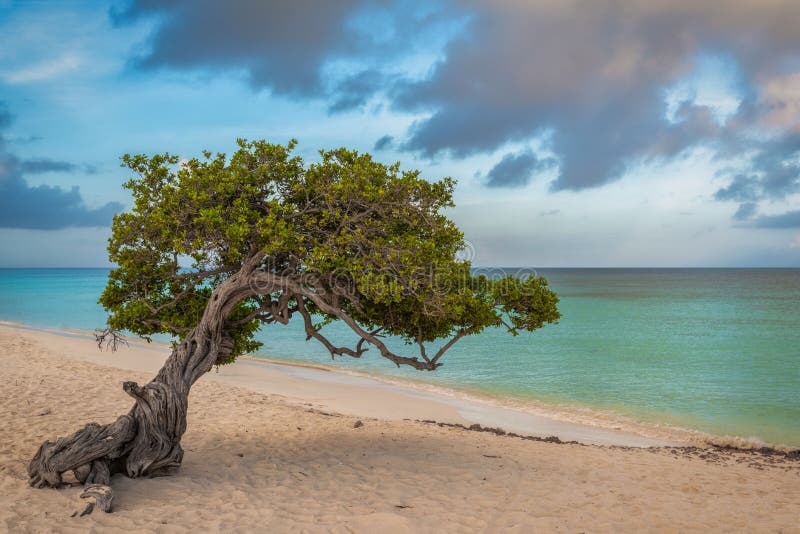 Divi Divi Tree (Libidibia Coriaria) on the Shore Bent Towards the Ocean ...