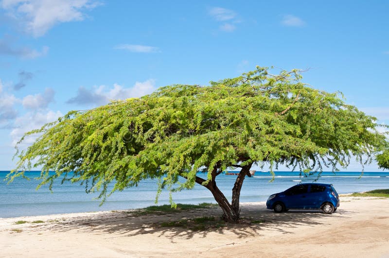 Divi-Divi Tree. Sea. Ocean. Tropics. Caribbean. Stock Photo - Image of ...