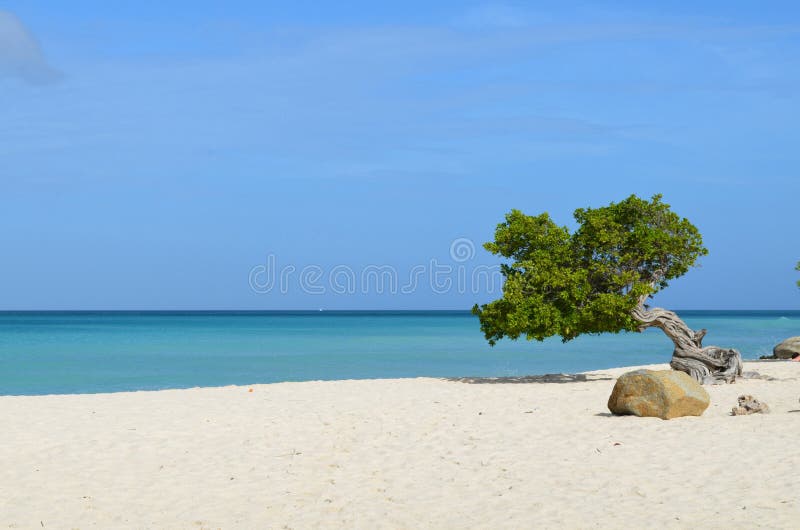 Divi-Divi Tree Standing Op Eagle Beach Stock Afbeelding - Image of ...
