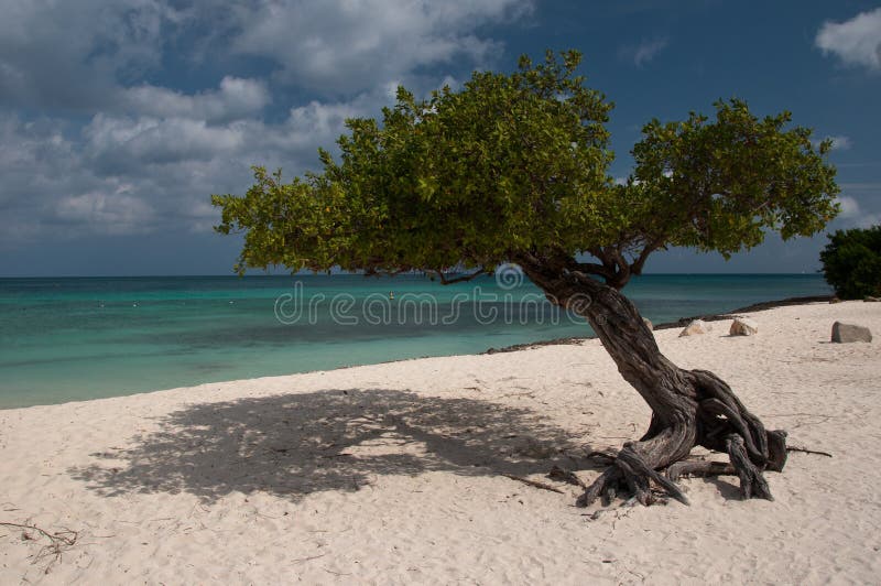Divi Divi Tree Aruba stock image. Image of tree, blue - 9970163