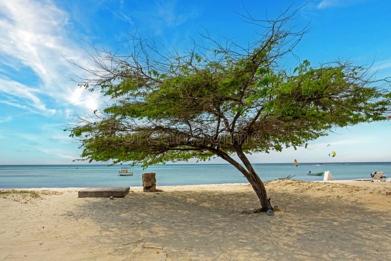 Divi Divi Tree on Aruba Island Stock Photo - Image of foliage, ocean ...