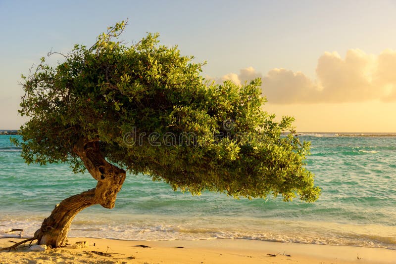 A Divi Tree on the Beautiful Shore of Baby Beach, Aruba Stock Image ...