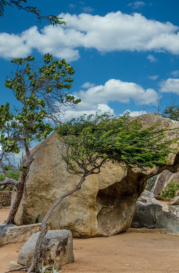 Boulder and Divi Divi Tree stock image. Image of natural - 74367843