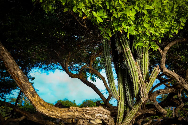 Divi Tree Cactus Landscape Beach Aruba Tropical Nature Stock Photos ...