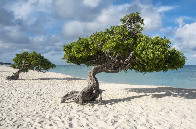 Divi Divi Tree De Eagle Beach Aruba #1 Foto de Stock - Imagem de ...