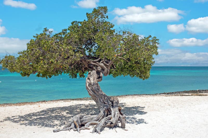 Divi Divi Tree on Eagle Beach at Aruba Island Stock Photo - Image of ...