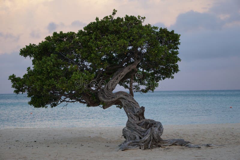 Divi Divi Tree hermoso imagen de archivo. Imagen de vibrante - 108522069