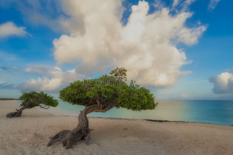 Divi Divi Trees (Libidibia Coriaria) on the Shore Bent Towards the ...