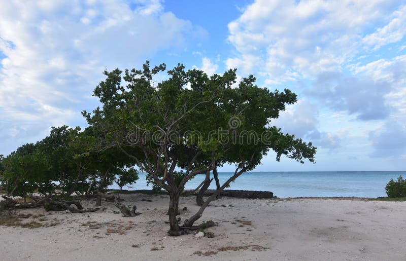 Divi Trees Lining Fundido Vento a Costa De Aruba Foto de Stock - Imagem ...